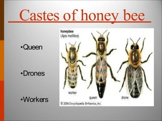 Social behavior in honey bees | PPTX