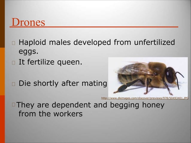 Social behavior in honey bees | PPT