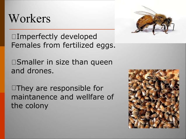 Social behavior in honey bees | PPTX | Beekeeping | Hobbies & Interests