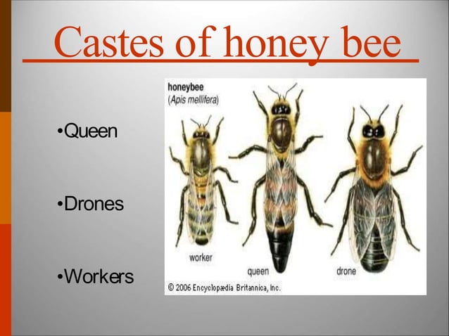 Social behavior in honey bees