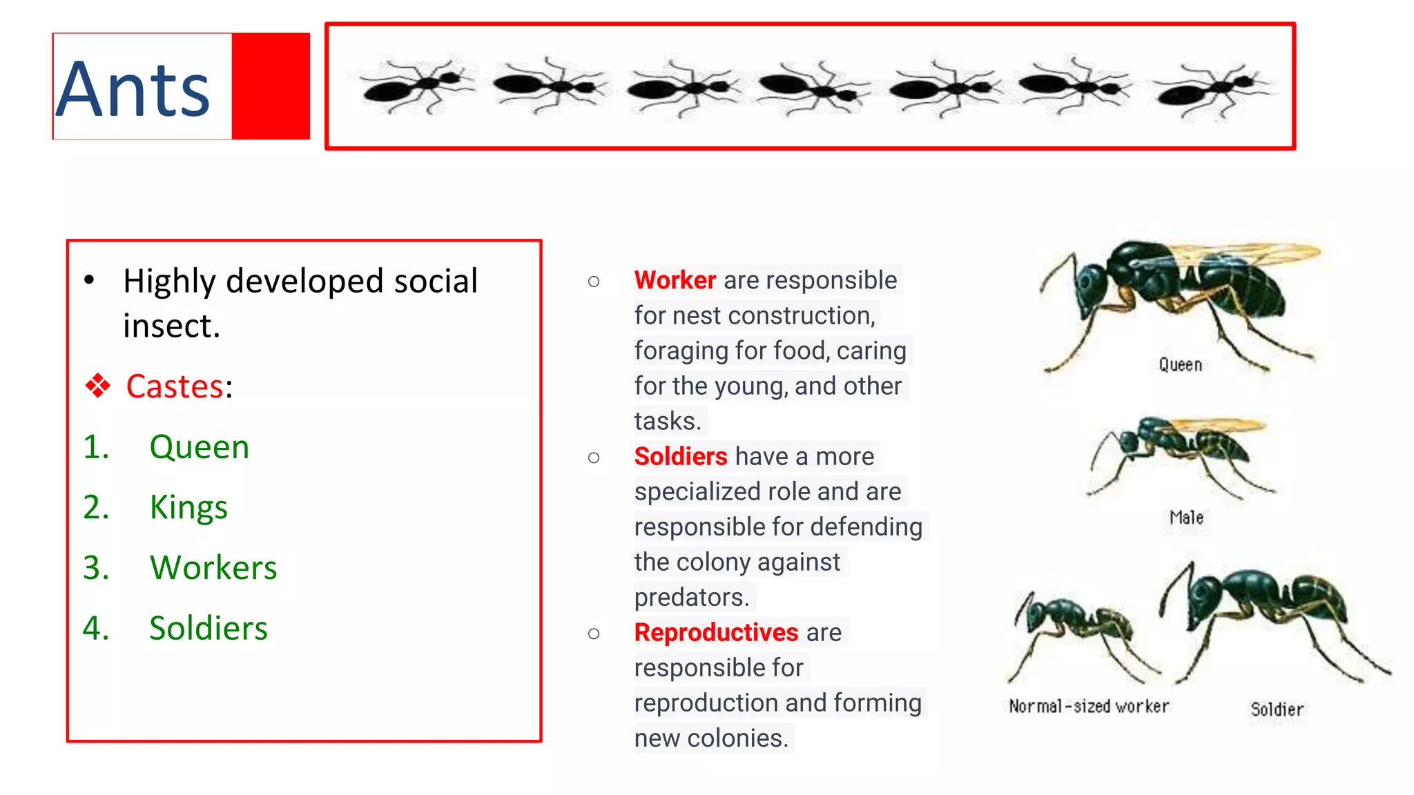 Social Behaviour of Insects - Archit KS@DEI.pptx