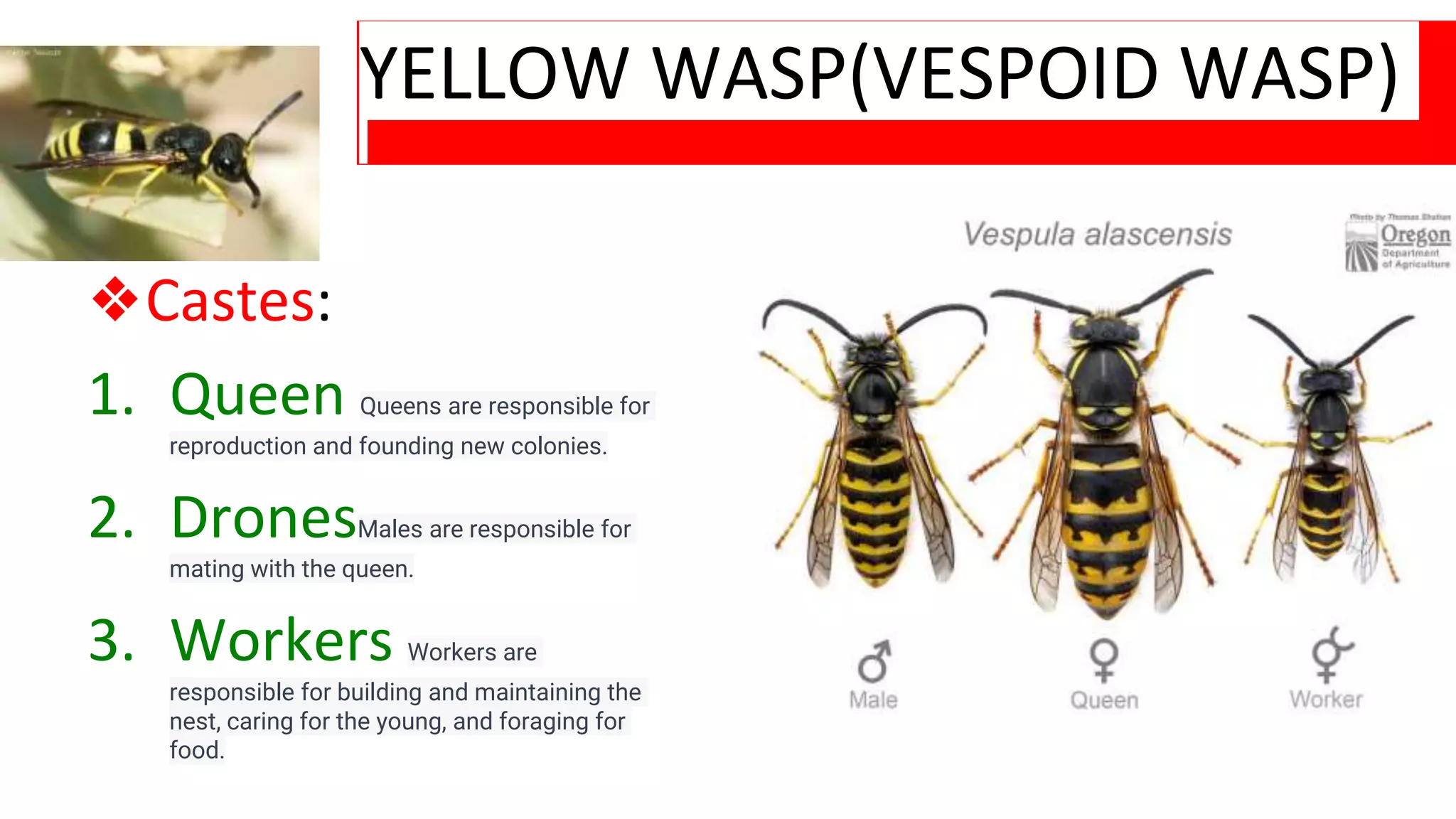 Social Behaviour of Insects - Archit KS@DEI.pptx
