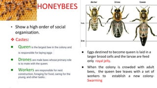 Social Behaviour of Insects - Archit KS@DEI.pptx