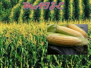 Social cce ppt. | PPT | Free Download