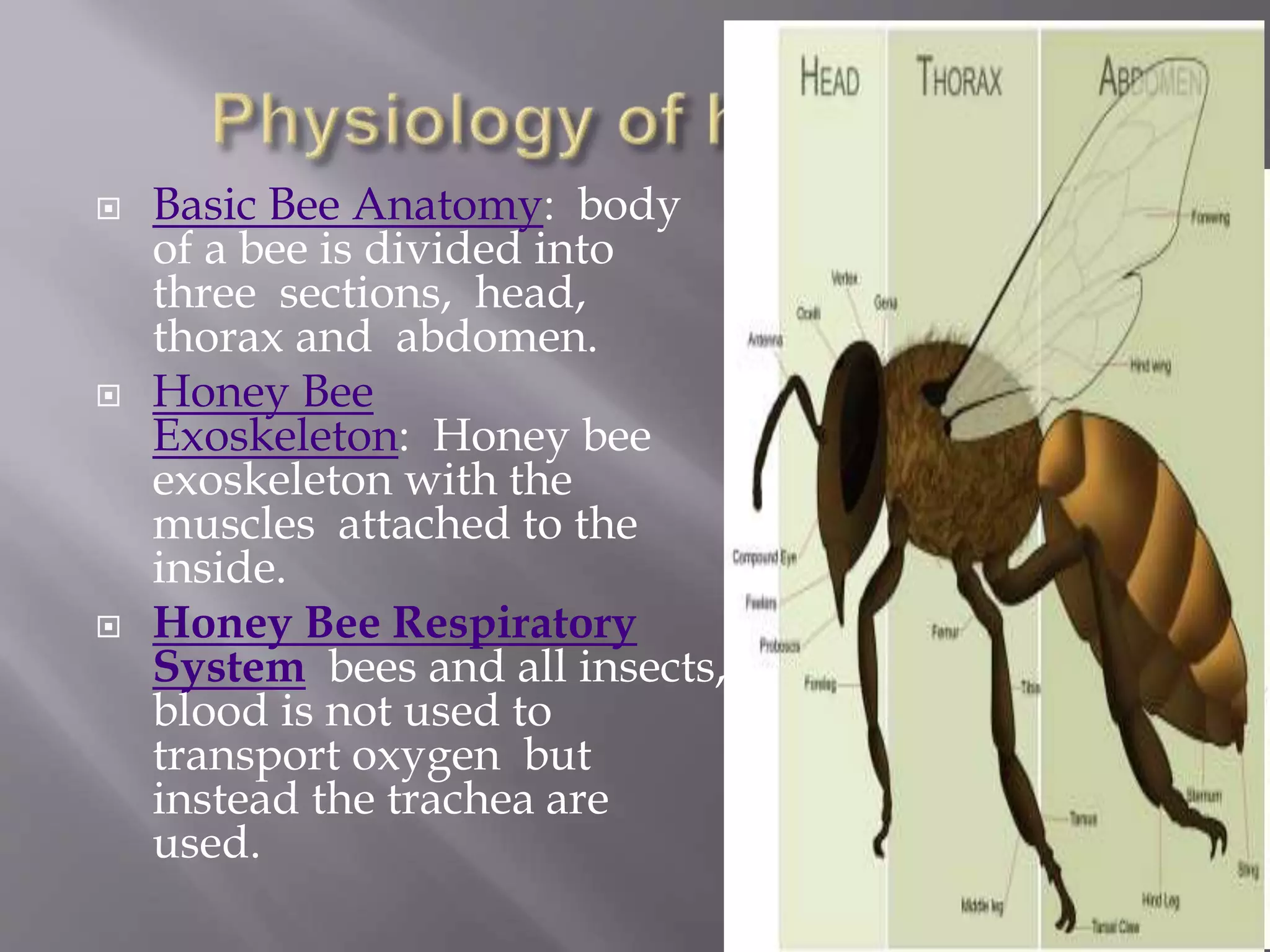 Social communication among honey bees | PPTX