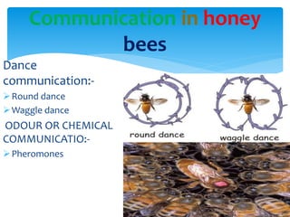 Social communication among honey bees | PPTX