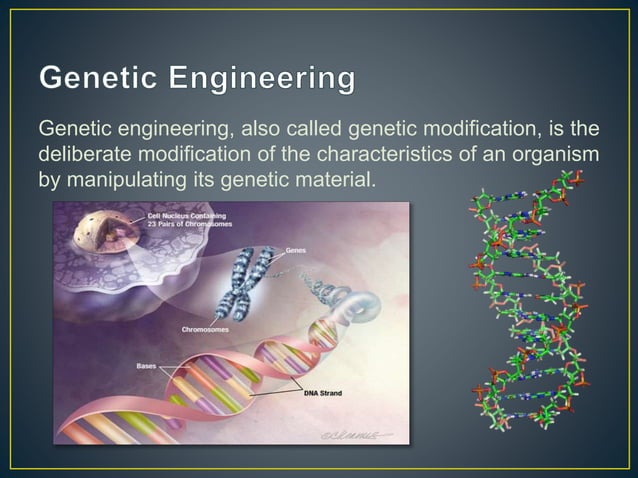 Social & ethical issues in genetic engineering | PPT