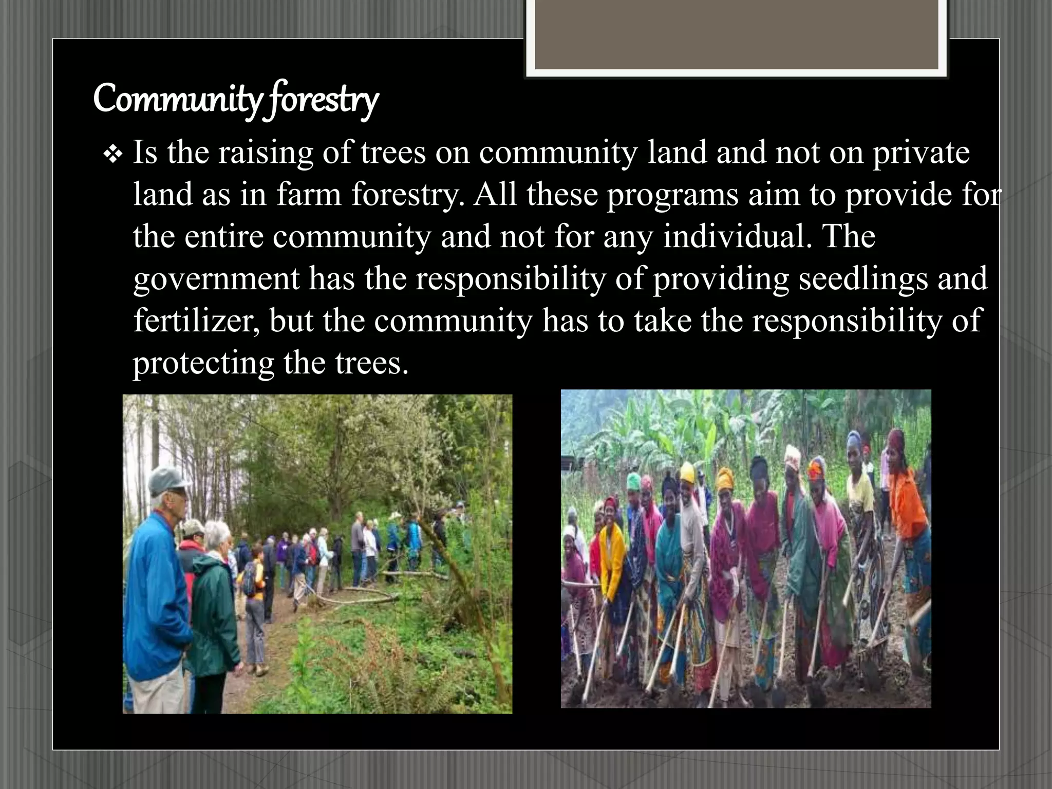 Social forestry program in the philippines | PPTX