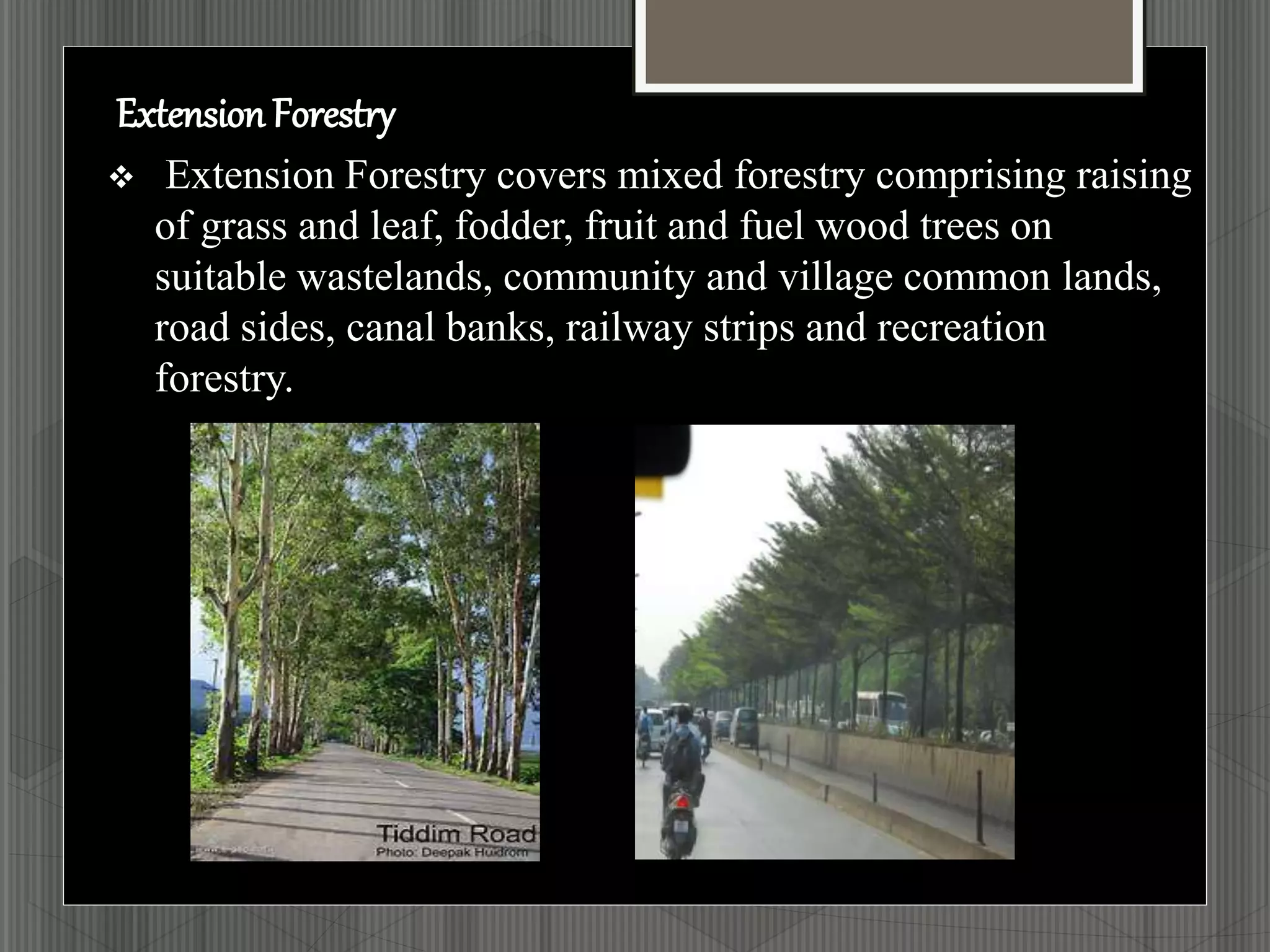 Social forestry program in the philippines | PPTX