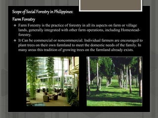 Social forestry program in the philippines | PPTX