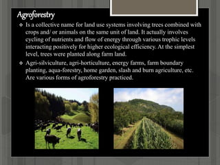 Social forestry program in the philippines | PPTX