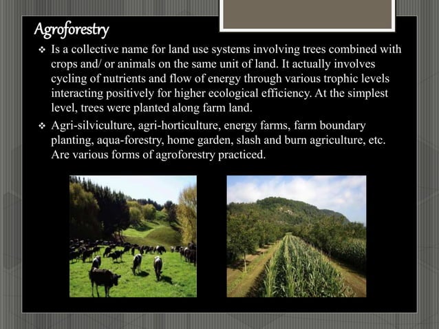 Social forestry program in the philippines | PPTX | Agriculture ...