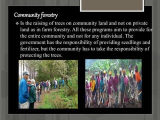 Social forestry program in the philippines | PPTX