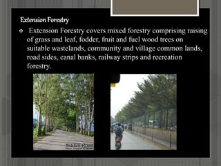 Social forestry program in the philippines | PPTX