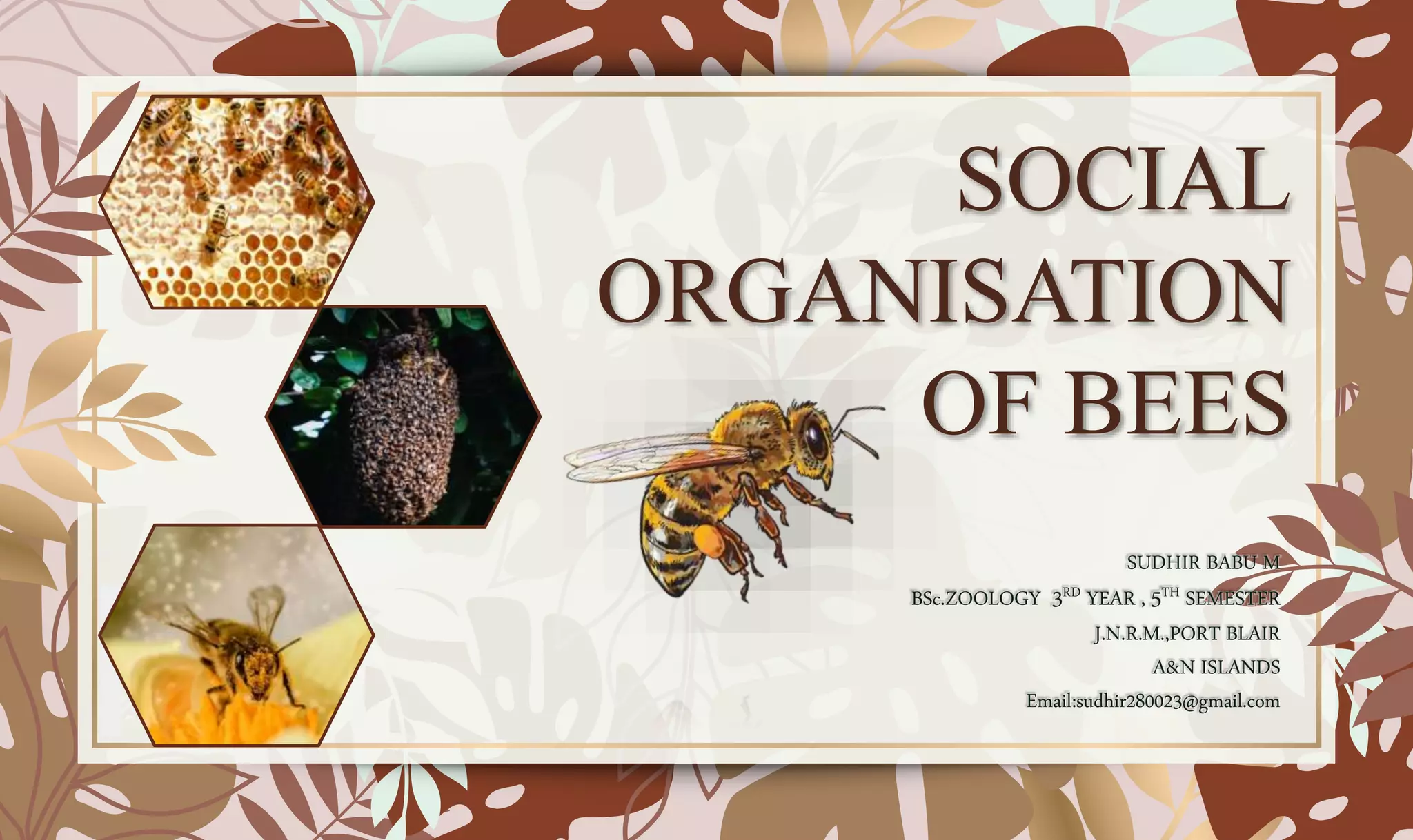 social organisation in bees.pptx