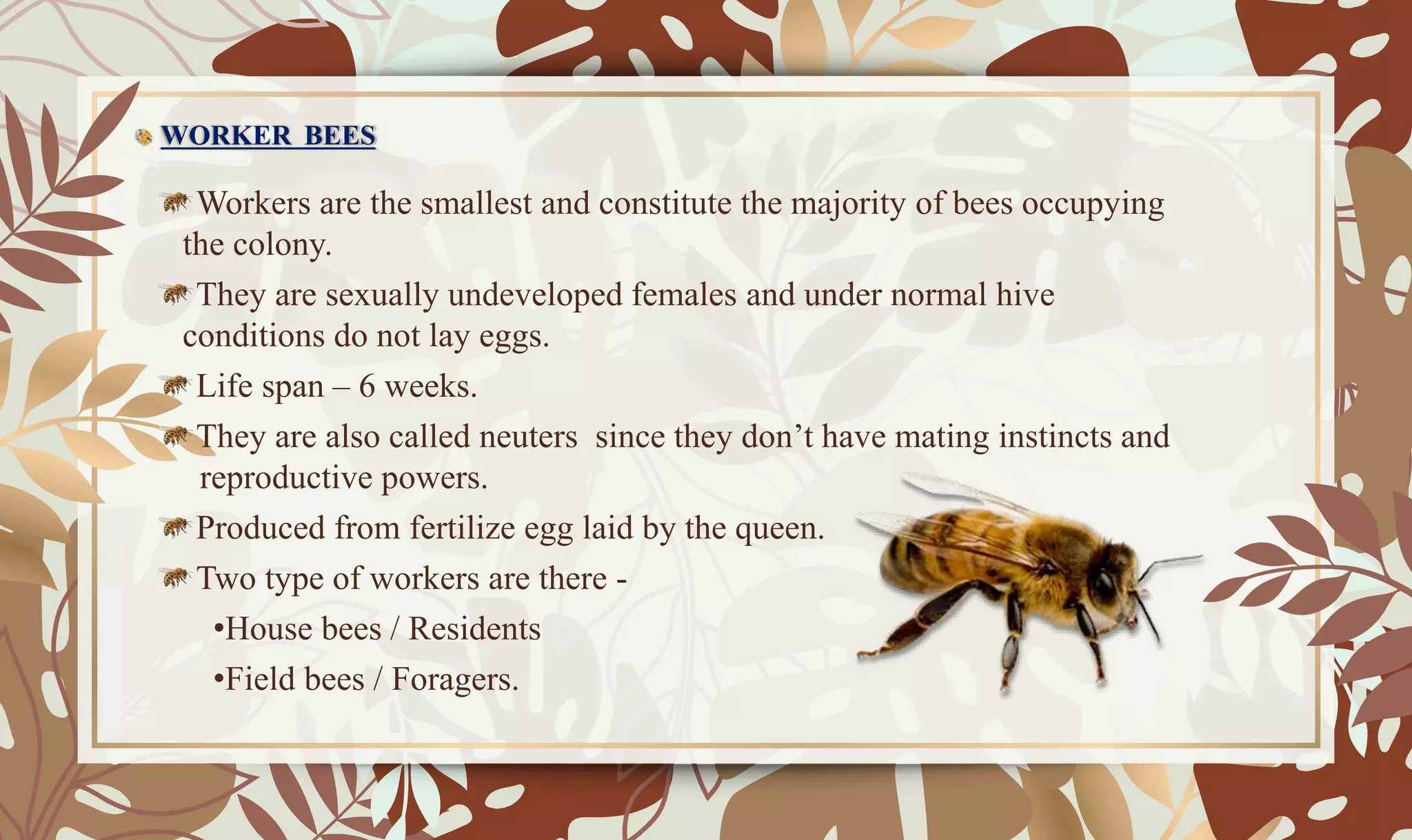 social organisation in bees.pptx