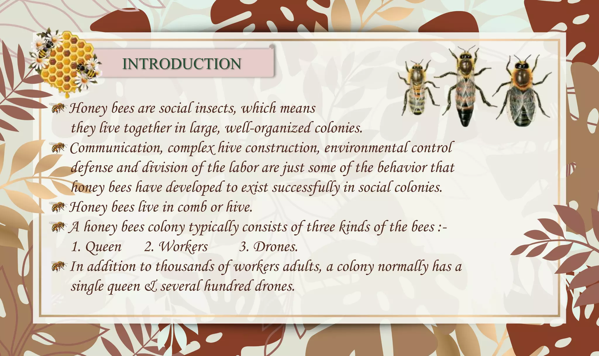 social organisation in bees.pptx