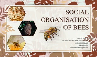 social organisation in bees.pptx