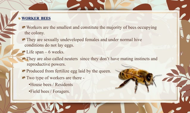 social organisation in bees.pptx