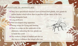 social organisation in bees.pptx
