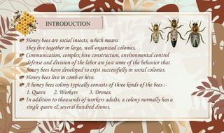 social organisation in bees.pptx