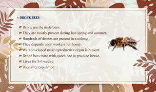 social organisation in bees.pptx