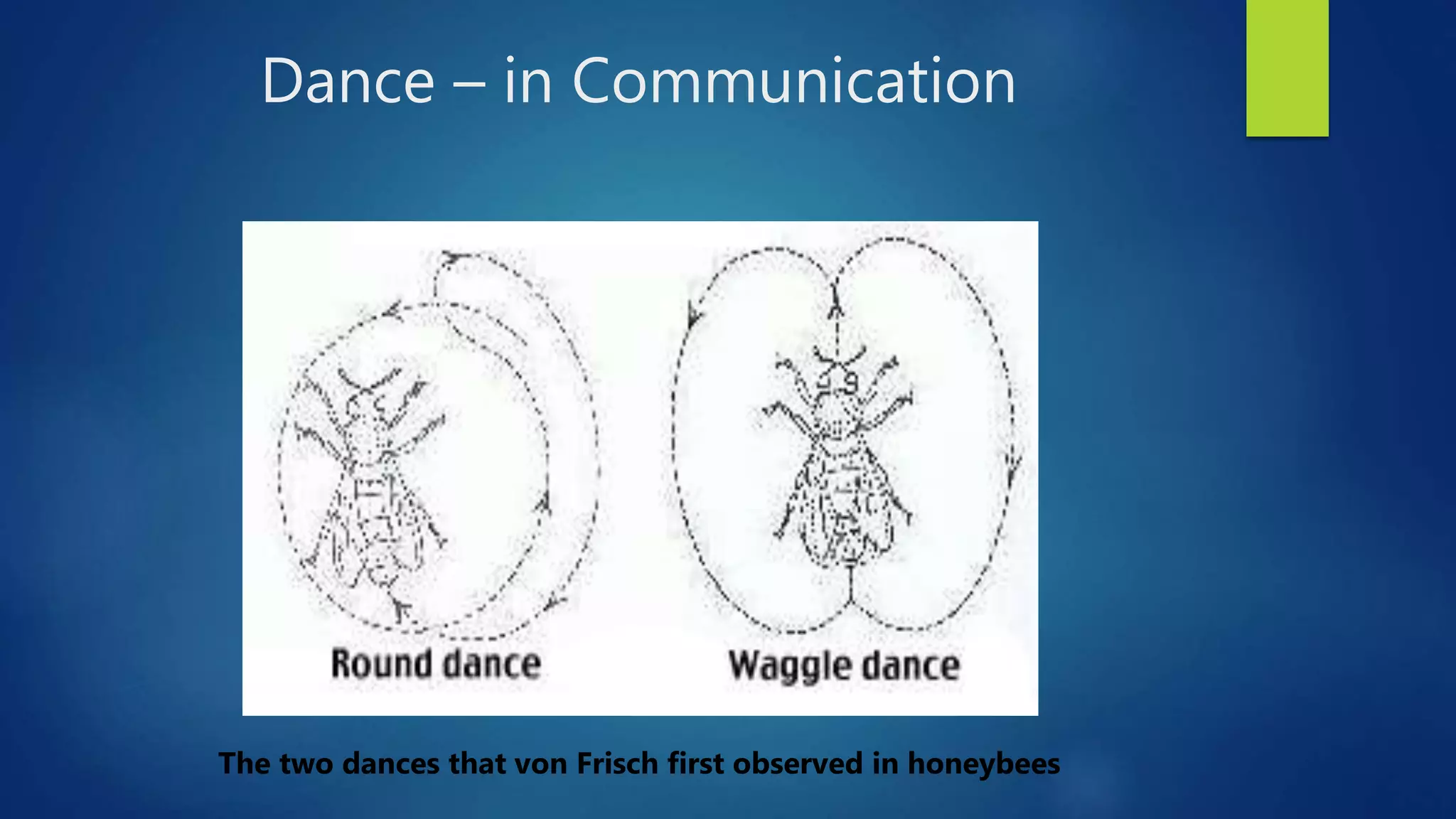 Social organisation in honey bees | PPTX