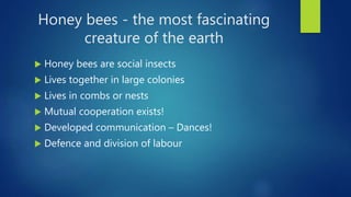 Social organisation in honey bees | PPTX