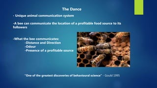 Social organisation in honey bees | PPTX