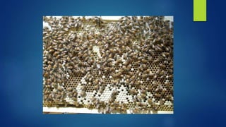Social organisation in honey bees | PPTX