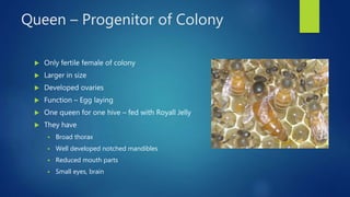 Social organisation in honey bees | PPTX