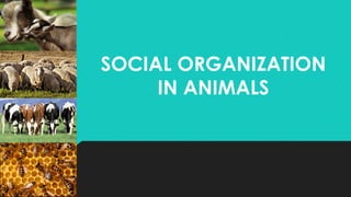 Social organization | PPT
