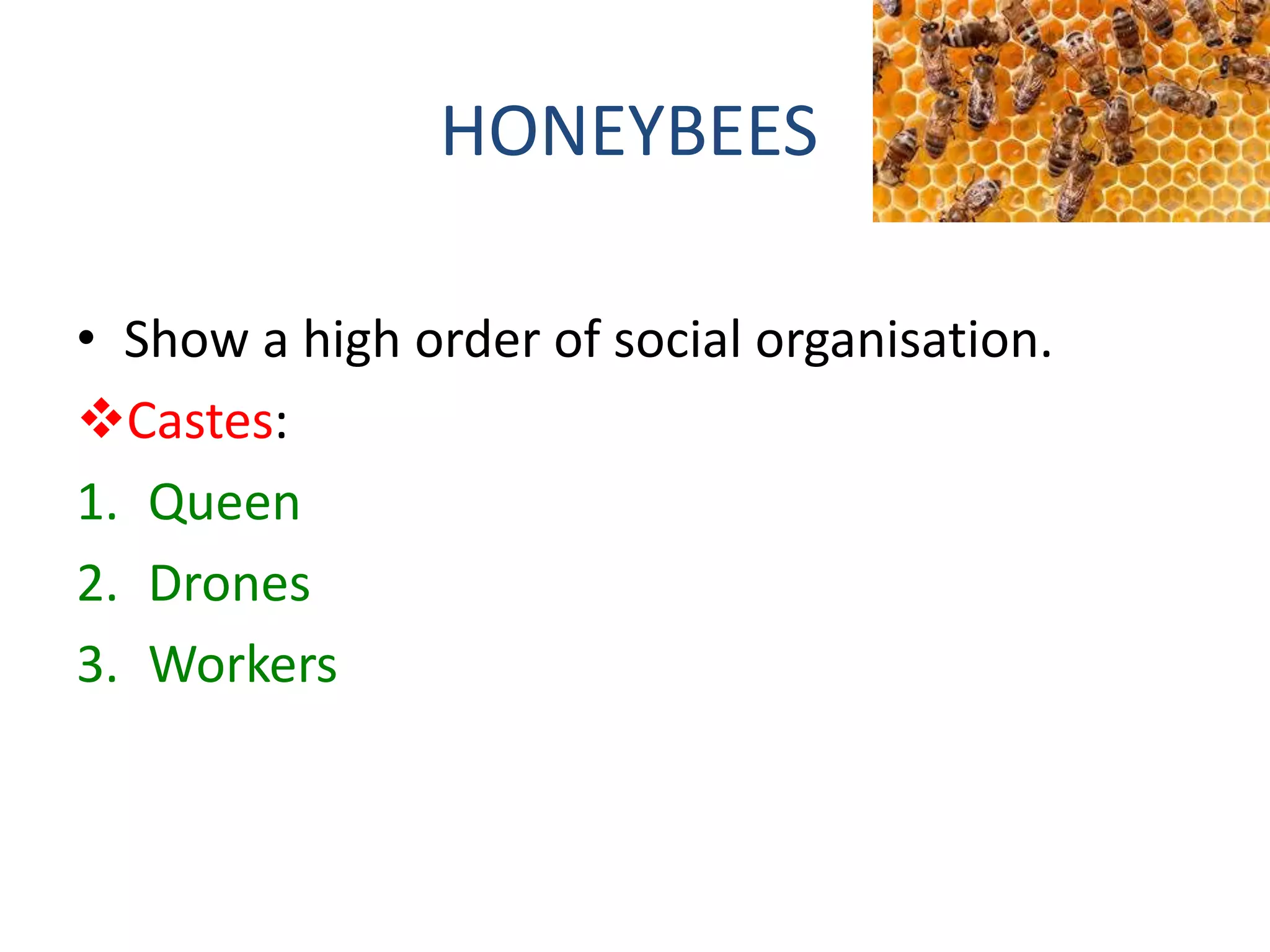 Social organization and social behaviour in insects | PPTX