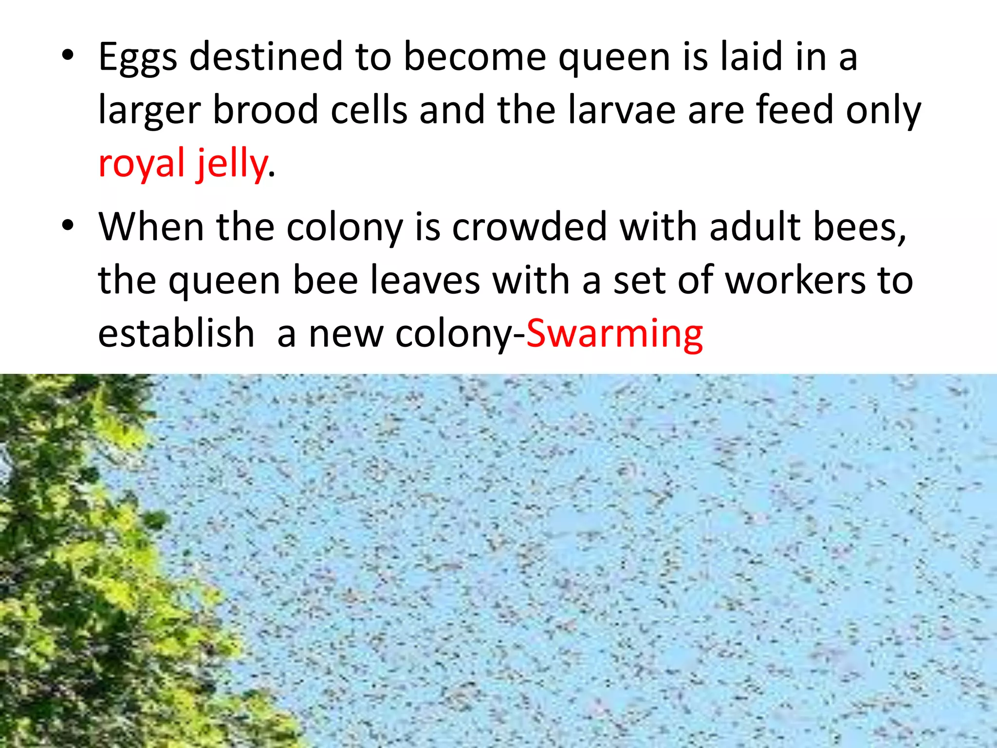 Social organization and social behaviour in insects | PPTX