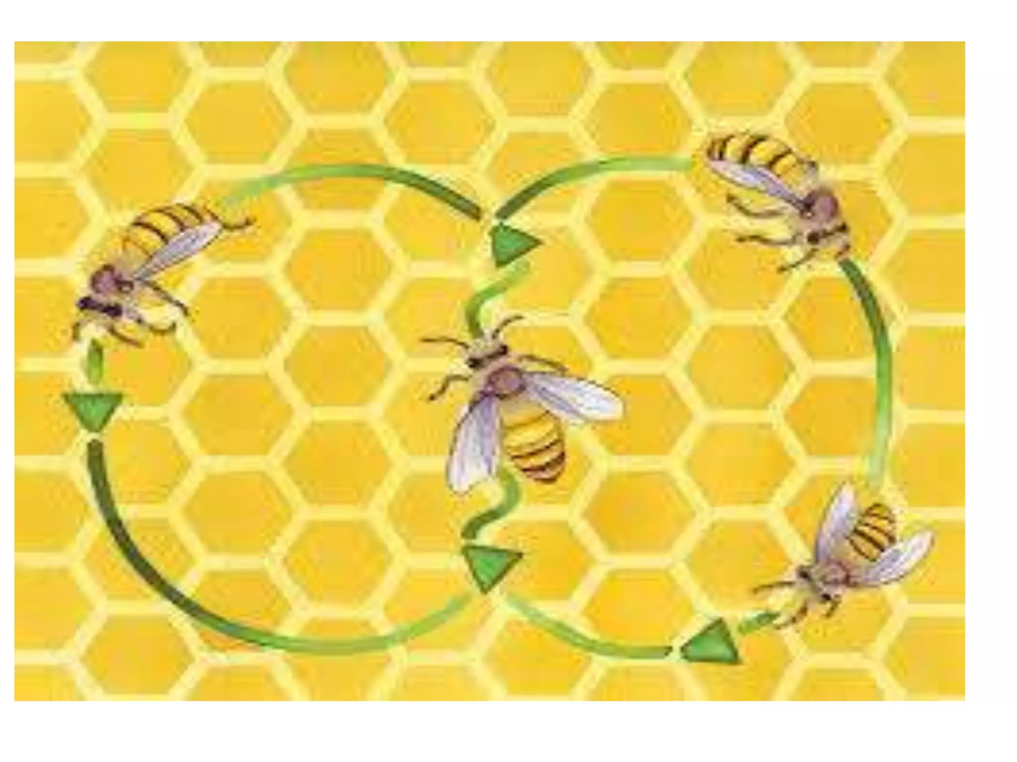 Social organization and social behaviour in insects | PPTX