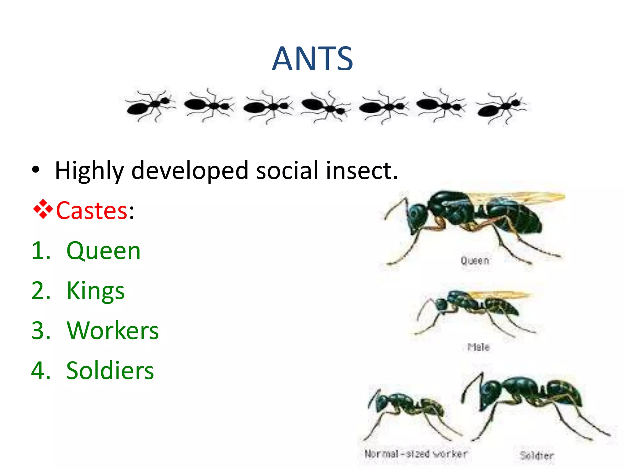 Social organization and social behaviour in insects | PPTX