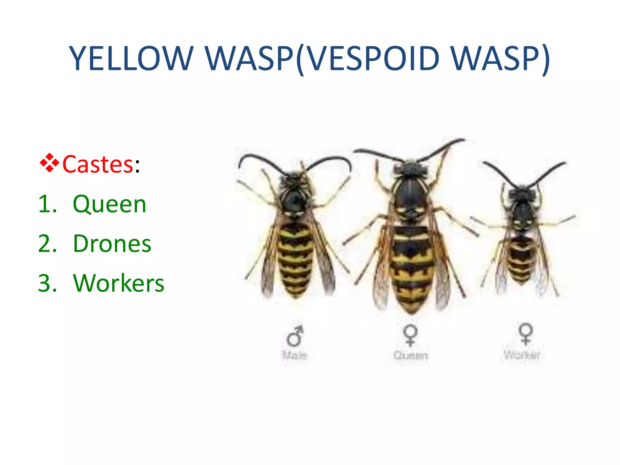 Social organization and social behaviour in insects | PPTX