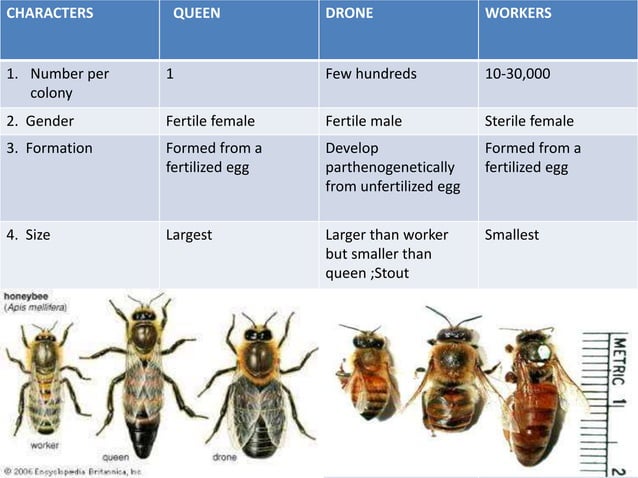 Social organization and social behaviour in insects | PPTX | Beekeeping ...