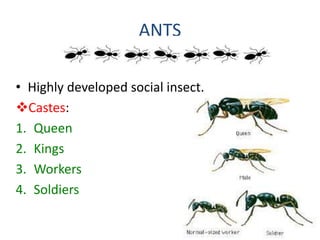 Social organization and social behaviour in insects | PPTX