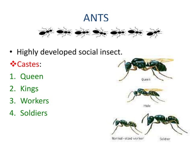Social organization and social behaviour in insects | PPTX | Beekeeping ...
