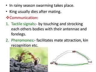 Social organization and social behaviour in insects | PPTX