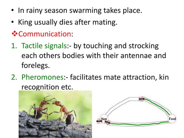 Social organization and social behaviour in insects | PPTX | Beekeeping ...