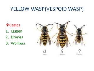 Social organization and social behaviour in insects | PPTX