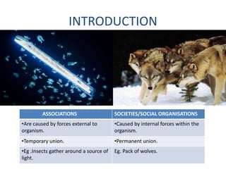 Social organization and social behaviour in insects | PPTX