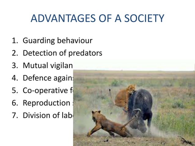 Social organization and social behaviour in insects | PPTX | Beekeeping ...