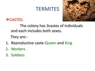 Social organization and social behaviour in insects | PPTX