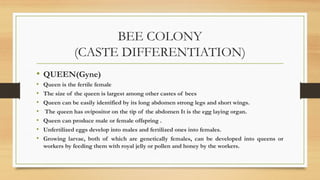 SOCIAL ORGANIZATION IN HONEY BEE for Graduate students | PPT