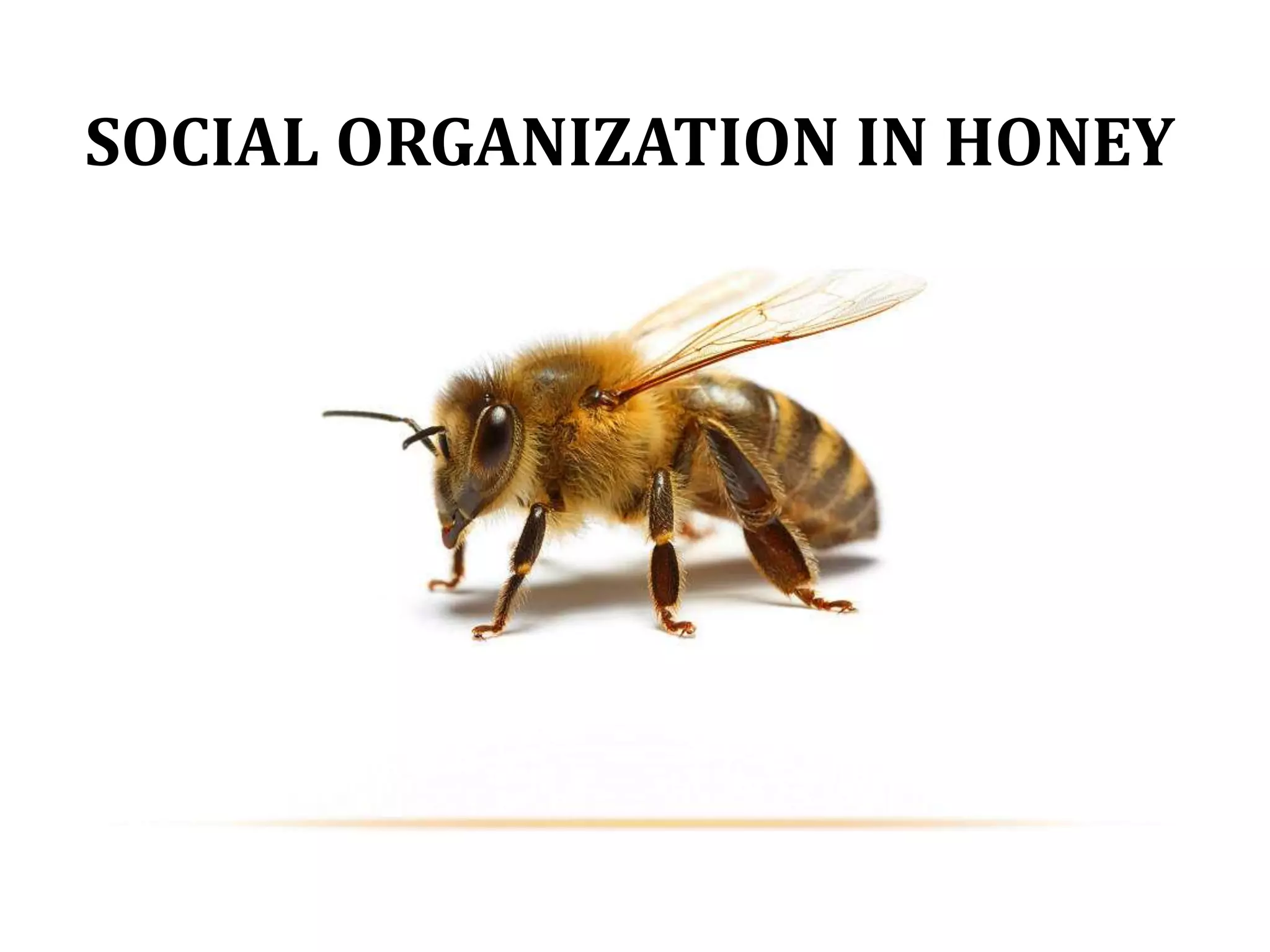 Social organization in honey bees | PPTX