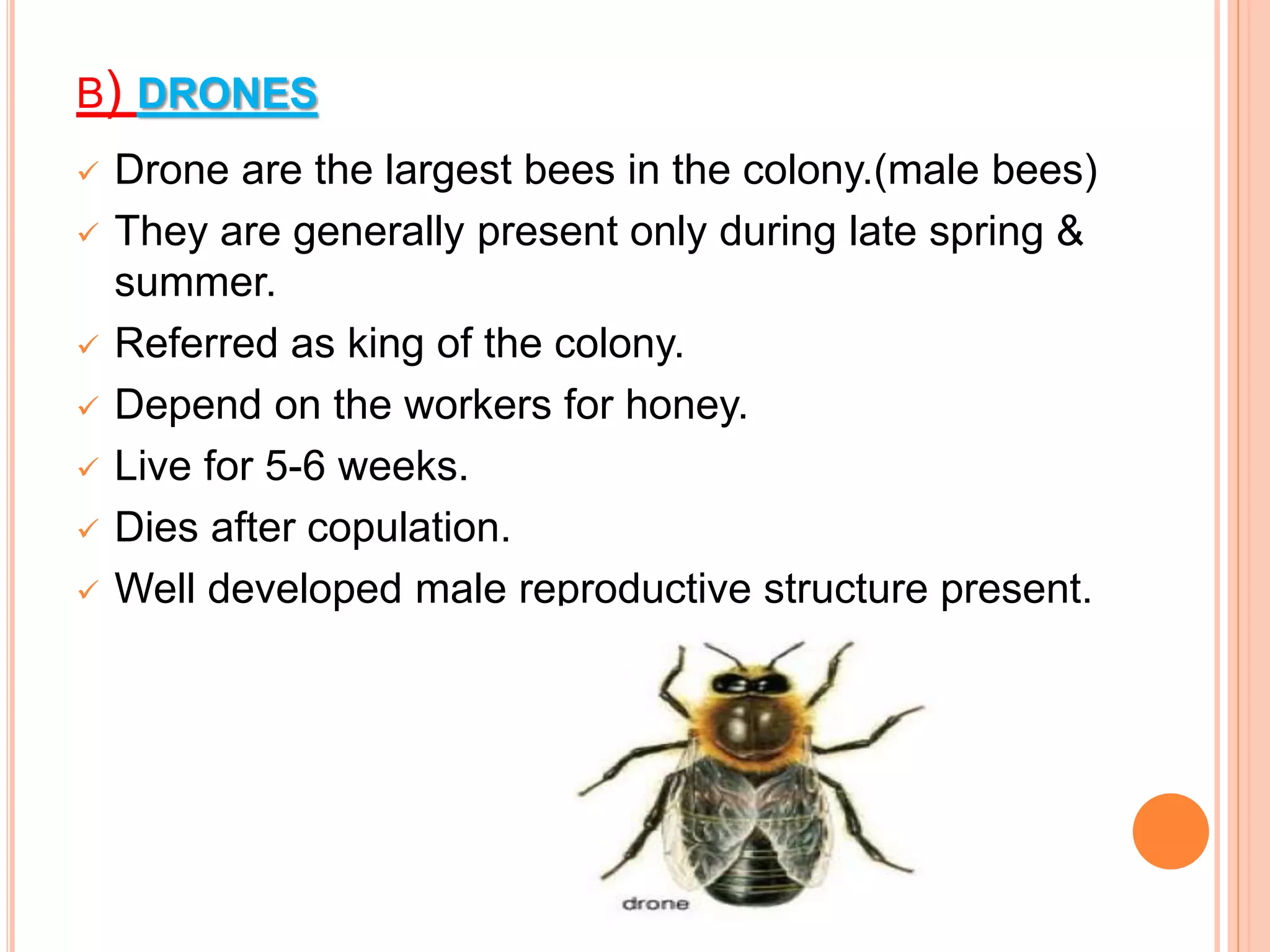 Social organization in honey bees | PPTX