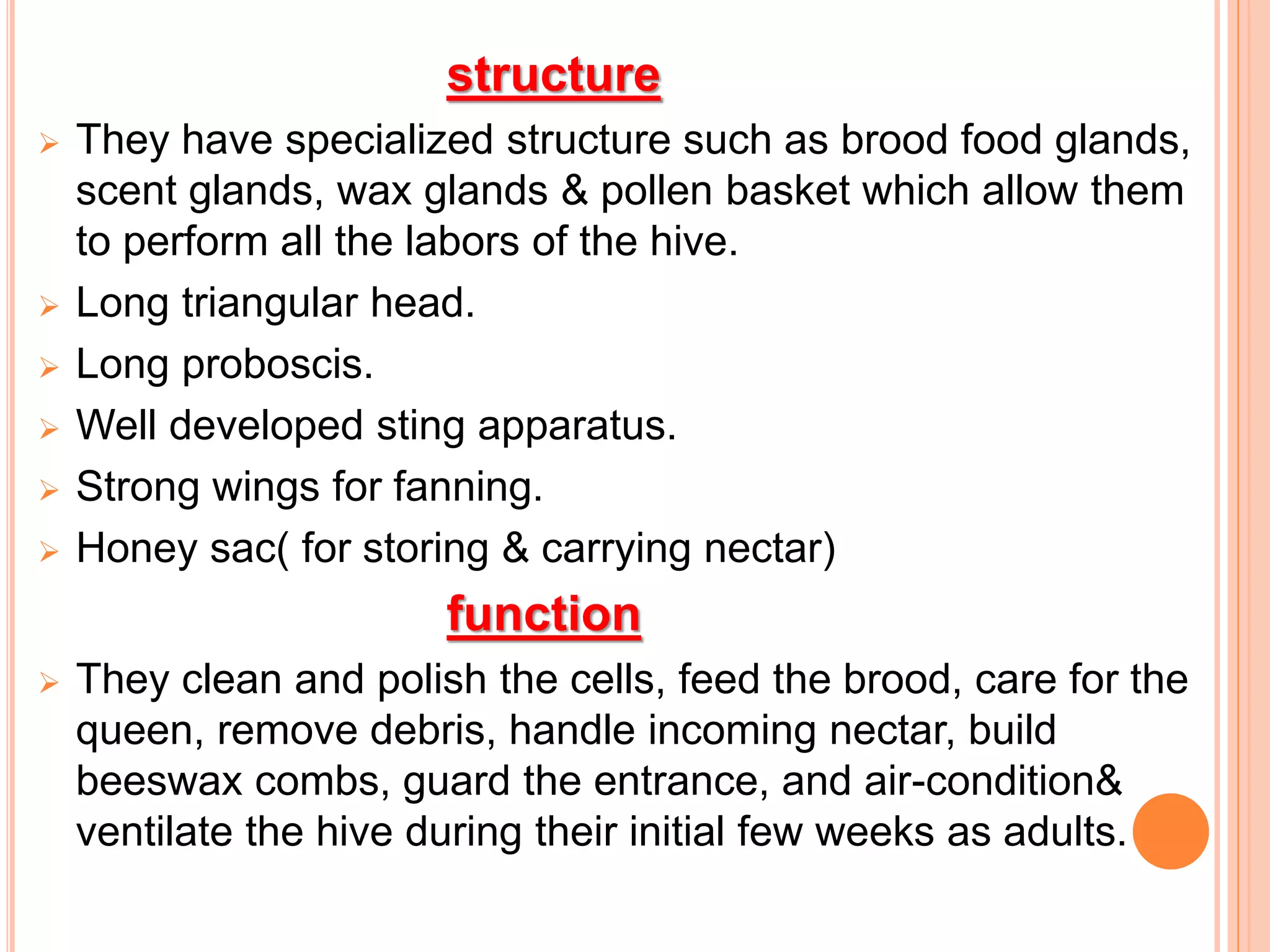 Social organization in honey bees | PPTX